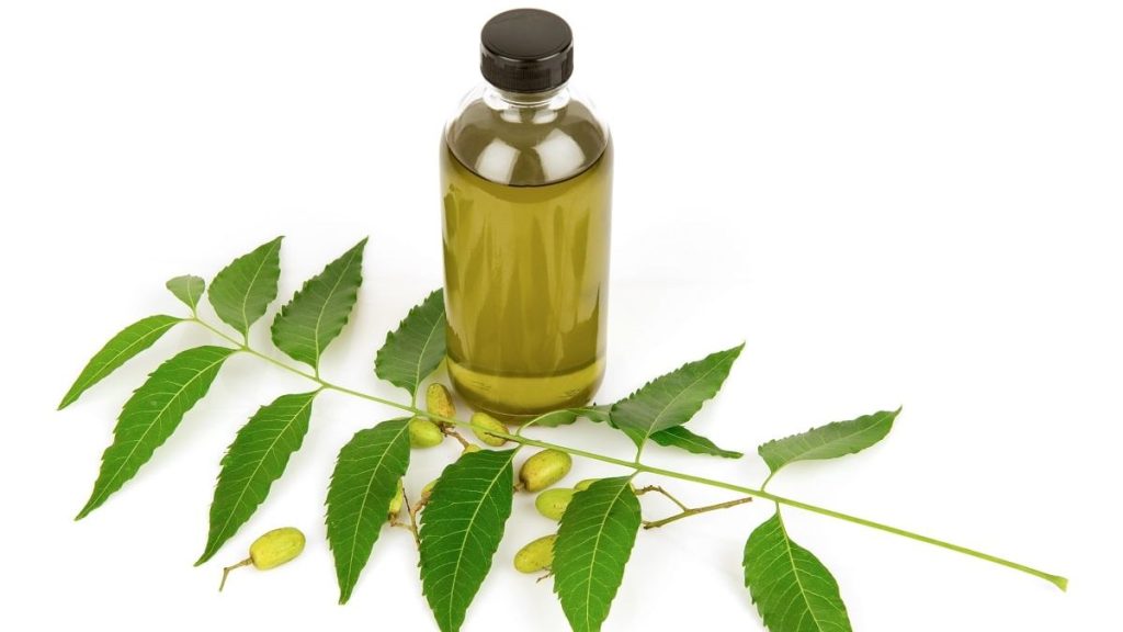 Aceite de Neem: Beneficios Reales y Riesgos Que Debes Conocer