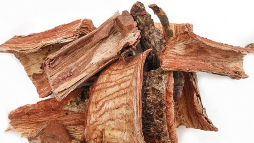 Té de Cuachalalate: Beneficios Reales y Precauciones Necesarias